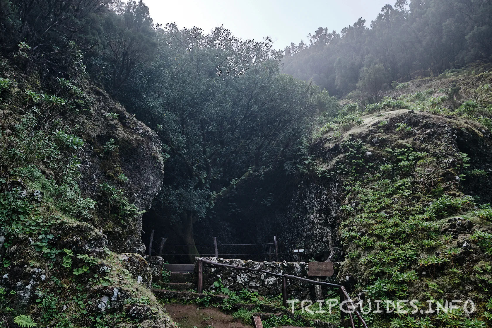 Гарое - священное дерево - Путеводитель на русском